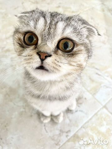 Шотландская кошечка вислоухая