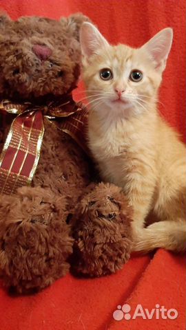 Девочки- тигрята 1.5 мес