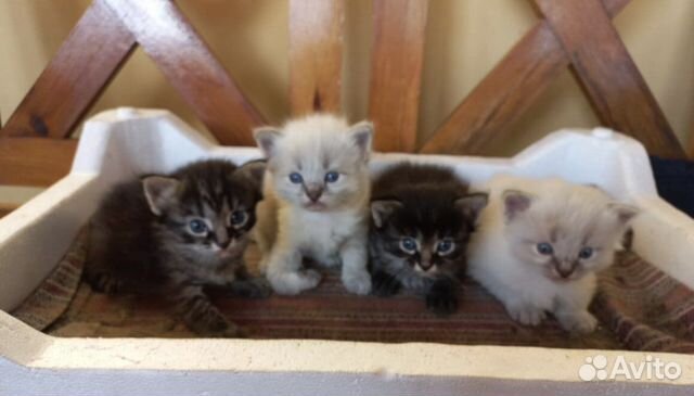 SOS красивые котята ищут дом. Неделя и потом улица