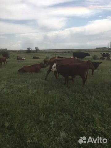 Корова телка телята