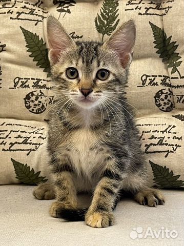 Котенок полосатый мраморный девочка 2 мес