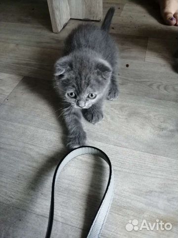 Котята шотландцы