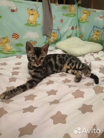 Бенгальская кошка