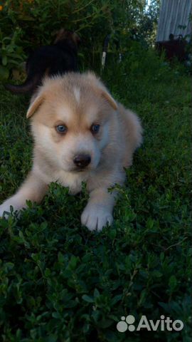 Щенки хаски