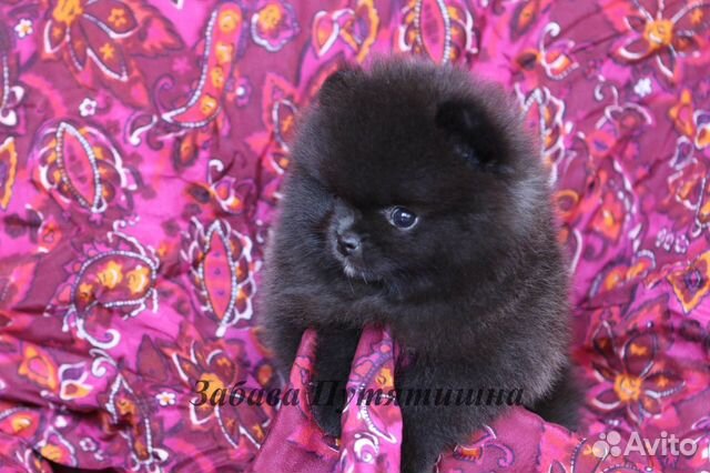 Карликовый мальчик шпицуля