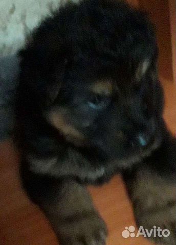 Щенки стандарт и длинник