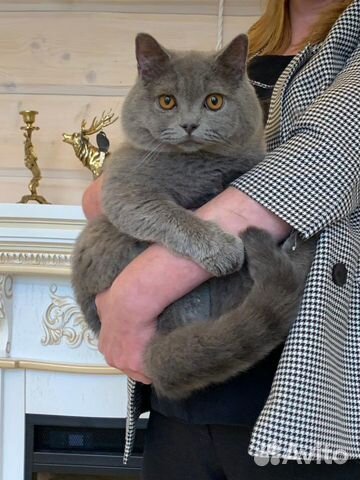 Британские чистокровные котики