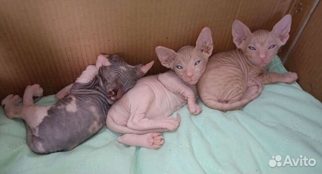 Котята Донской Сфинкс