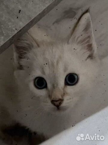 Котенок тайский