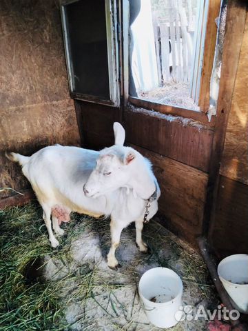 Козы на мясо