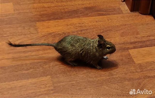 Две белки дегу бесплатно