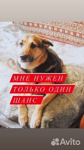 Собака потеряла хозяина