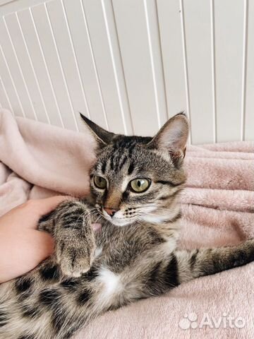 Котенок в добрые руки