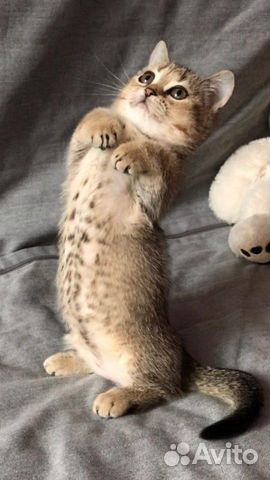 Котята шотланский манчкин