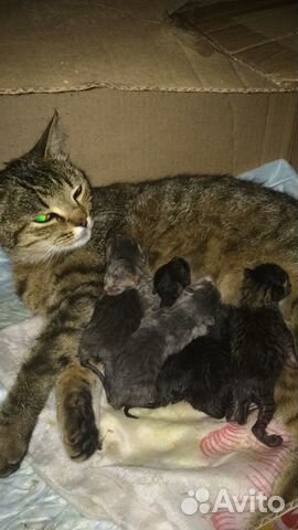 Новорожденные котята