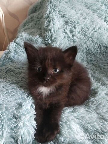 Кошки бесплатно, мальчик