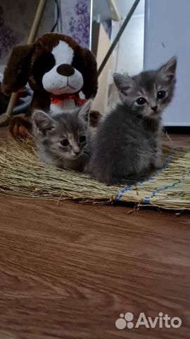 Малыши в добрые руки