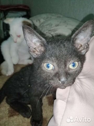 Котенок сфинкс браш