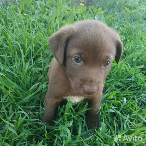 Щенок мальчик, 1,5 месяца