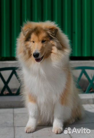 Колли