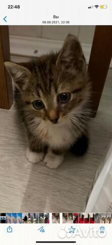 Котенок супер ласкунишка