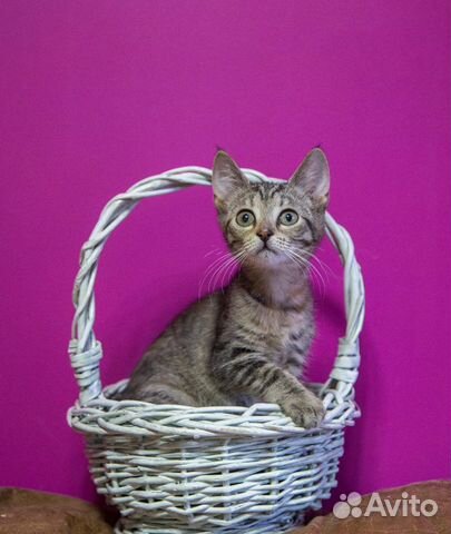 Котенок девочка 3,5 месяца