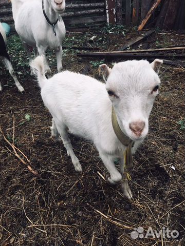 Козлик ламанча