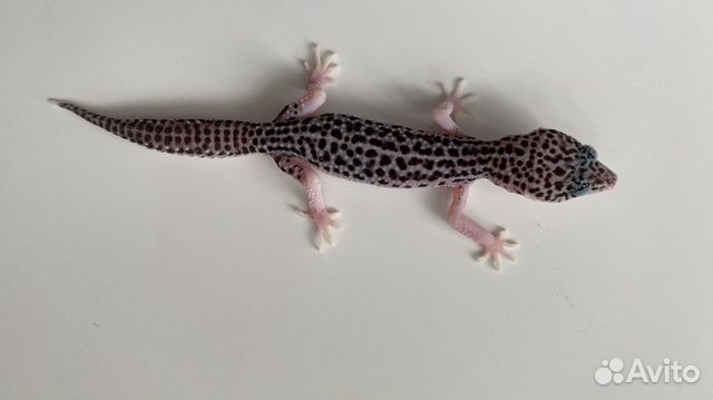 Геккон эублефар