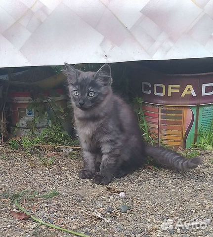 Котенок в добрые руки