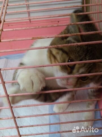 Пищит,просится на ручки