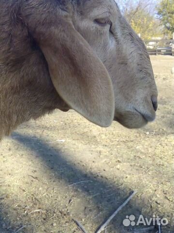 Овцы бараны