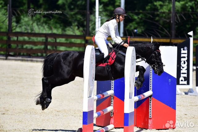 Конкурный конь (пони)