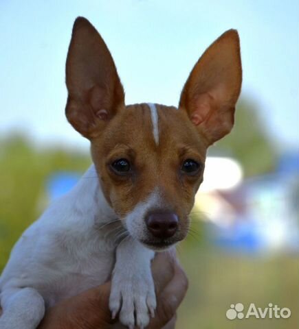 Щенки Той-фокстерьера