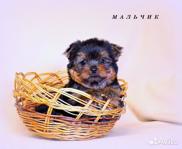 Мальчишечка- Йорк, краше которого трудно сыскать