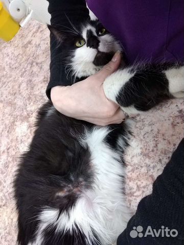 Кошечка маркизная Изольда