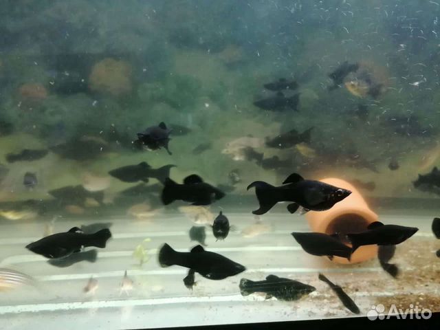 Моллинезия