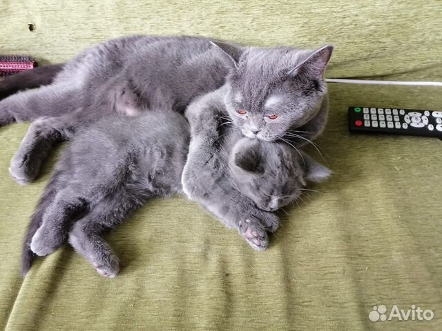 Британский котенок