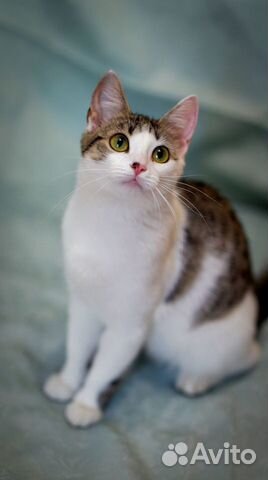 Котенок Капа ищет дом