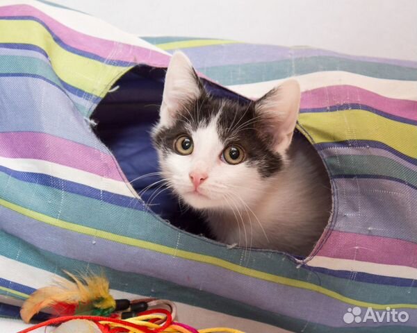 Кошки в добрые руки