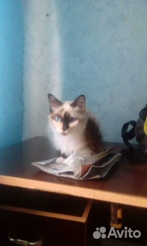 Отдам подарю бесплатно