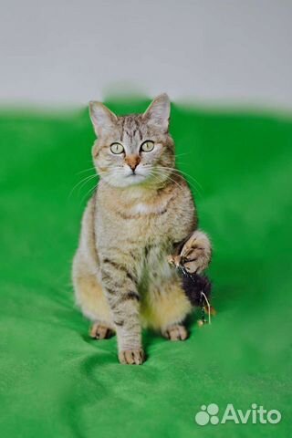 Барби, британка