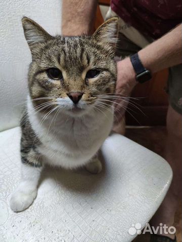 Кот стерилизованный
