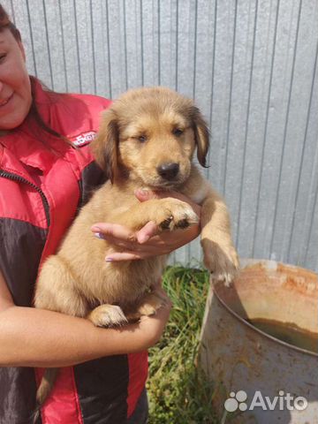 Маленький пушистый щенок в добрые руки