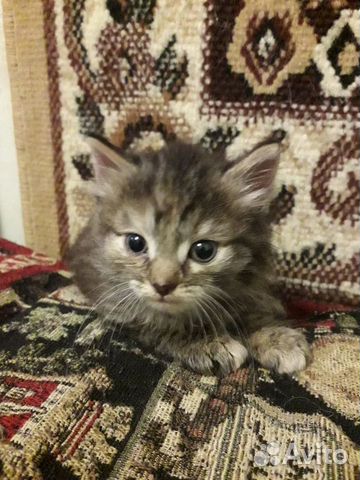 Котенок в добрые руки. Котик, 1,5 месяца
