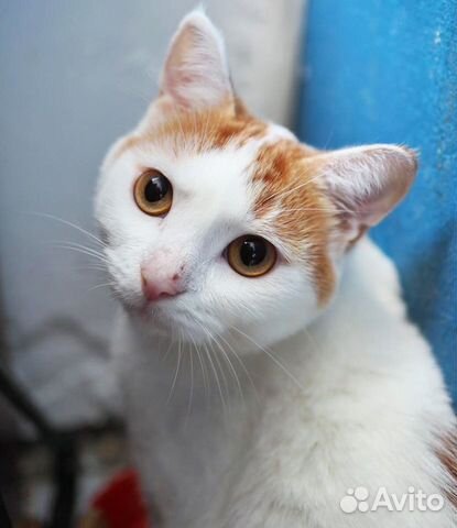 Ласковый котик в добрые руки