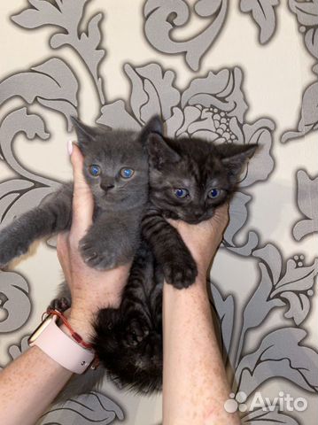 Шотландские котята