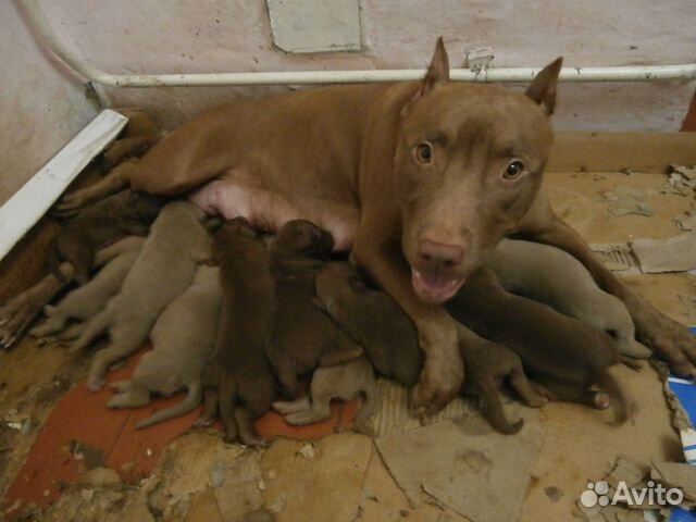 Щенки питбуля