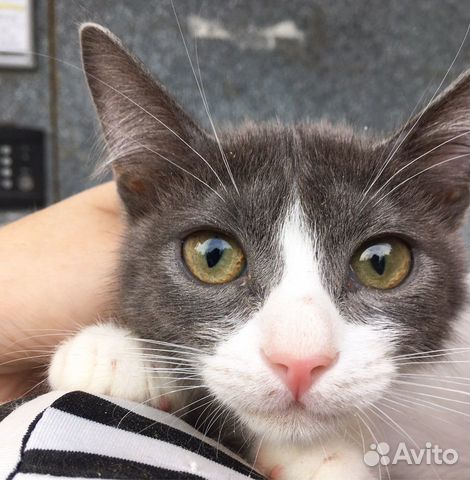 Отдам в добрые руки