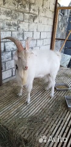 Продаем козлят и коз зааненских и альпийских