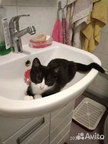 Котята в добрые руки (даром)